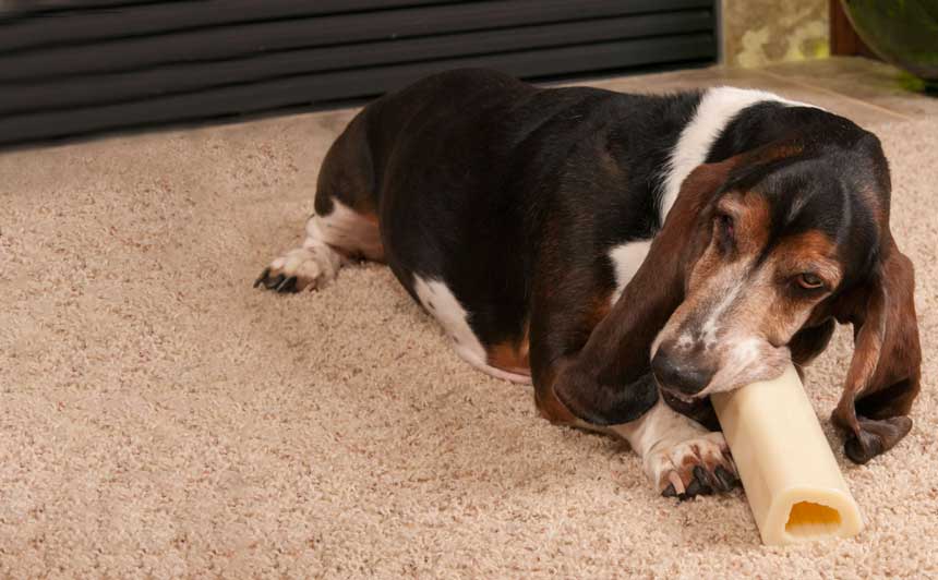 توانایی های سگ ها | دنیای حیوانات