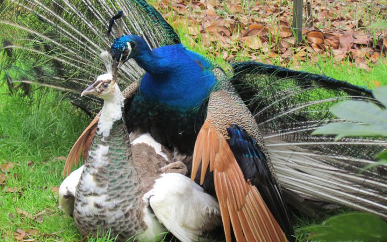 اطلاعات کامل در مورد طاووس + تصاویر بسیار زیبا | دنیای حیوانات