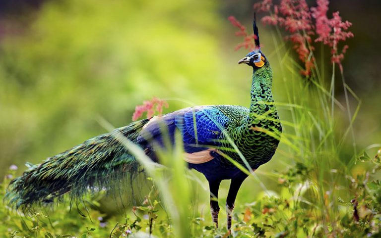 اطلاعات کامل در مورد طاووس + تصاویر بسیار زیبا | دنیای حیوانات