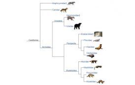 بررسی سیر تکامل کنیفرمیا (Caniformia) | دنیای حیوانات