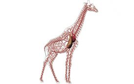 بررسی دستگاه گردش خون زرافه | دنیای حیوانات