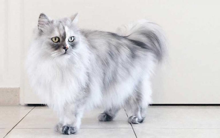 بررسی مو به موی گربه پرشین گربه ایرانی دنیای حیوانات
